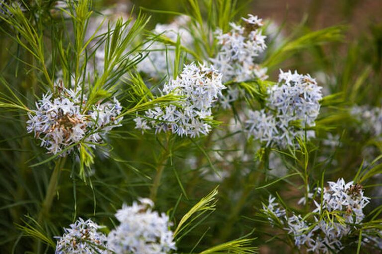 26 Fascinating Milky Sap Plants Every Garden Lover Should Know