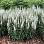 18 Stunning Ground Covers with White Flowers That Enchant