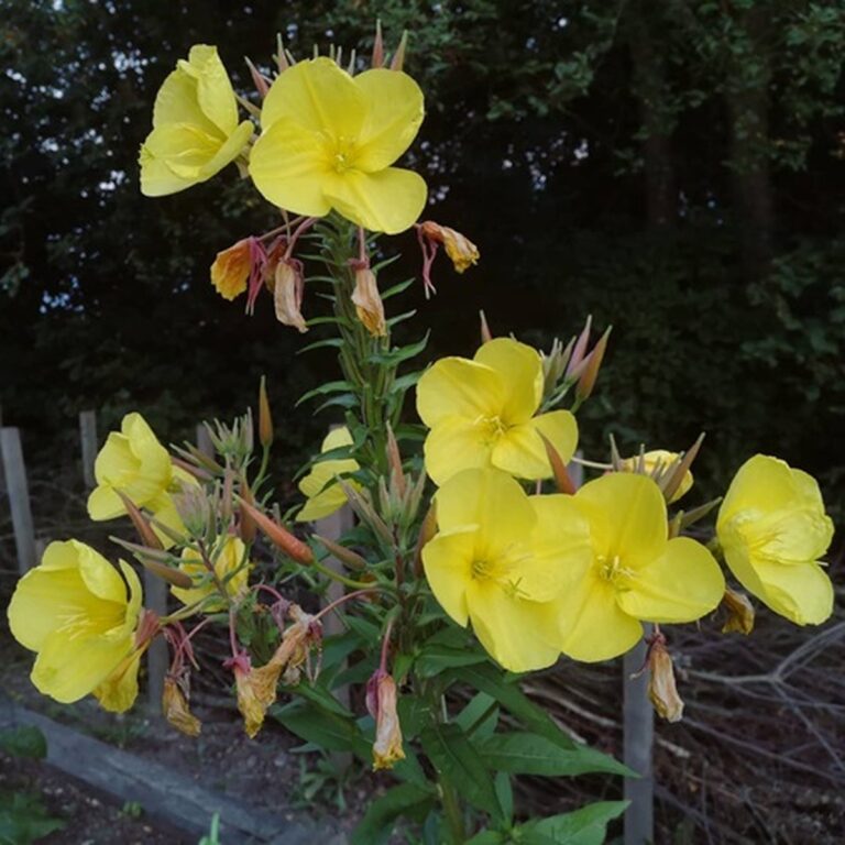 11 Cheerful Yellow Flowers With Four Petals to Brighten Your Day