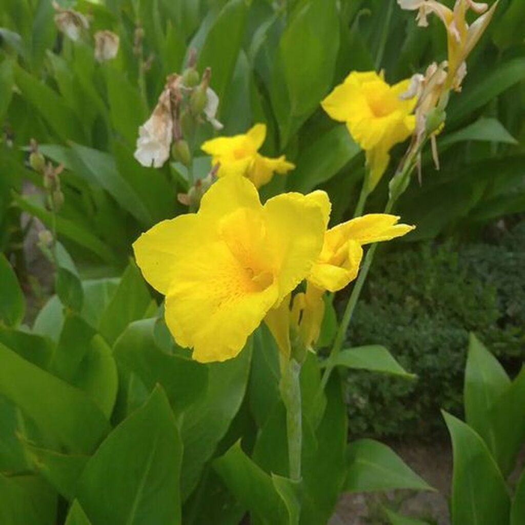 30 Stunning Types of Canna Lily Varieties for Garden Paradise