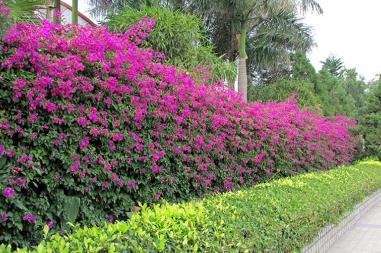 40 Brilliant Low Maintenance Hedge Plants for Effortless Gardens