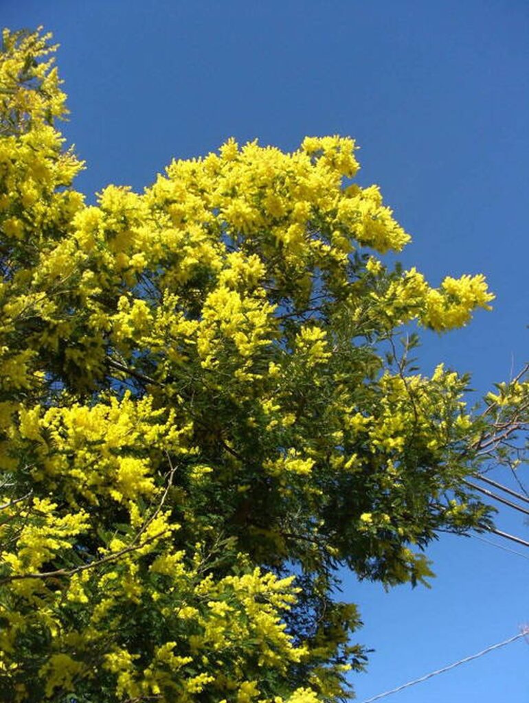 17 Stunning Trees That Look Like Ferns: Nature's Hidden Gems