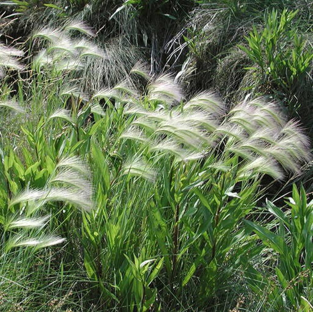 18 Common Weeds That Look Like Wheat—Can You Spot Them?
