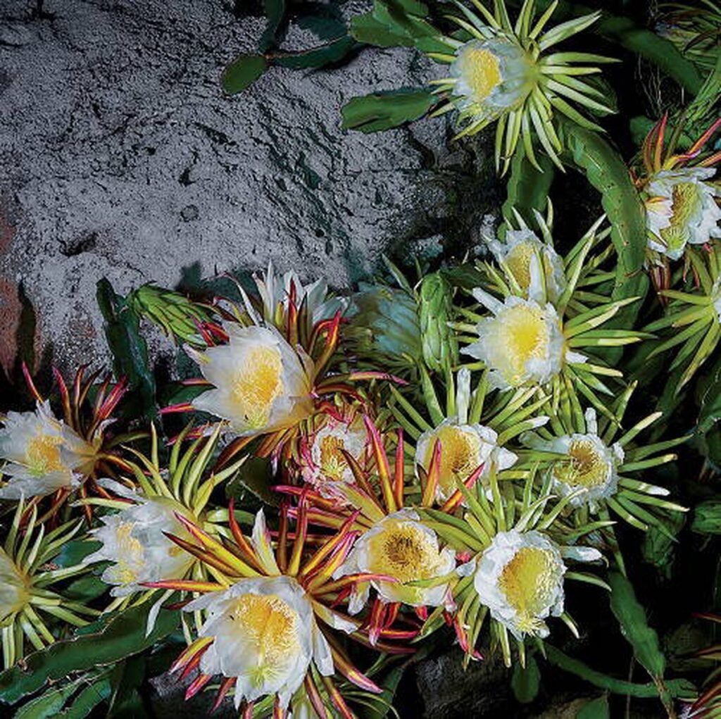 18 Gorgeous Plants That Bloom Massive, Eye-Catching Flowers