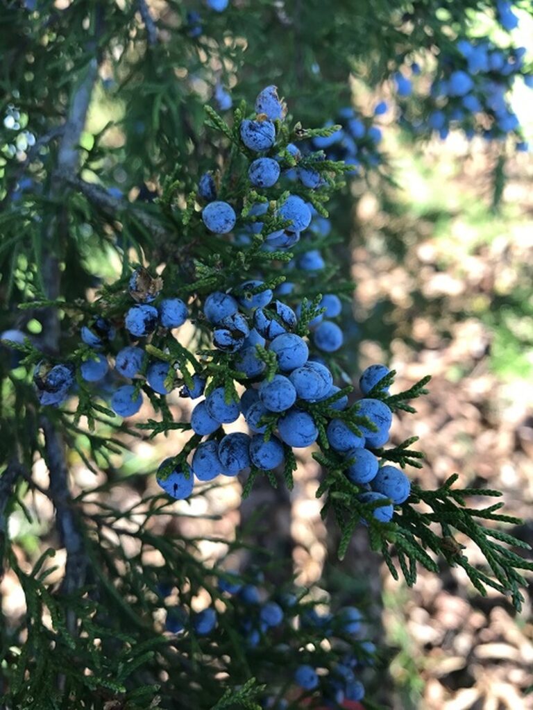16 Fascinating Plants with Prickly Leaves You Can Discover