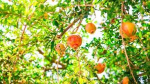 25 Amazing Drought Tolerant Fruit Trees for Easy Growing