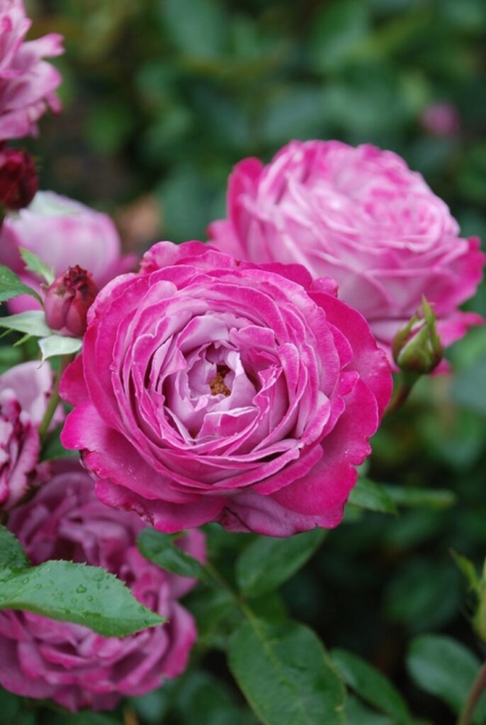 13 Stunning Blue Rose Varieties: Find Your Perfect Blooming Beauty