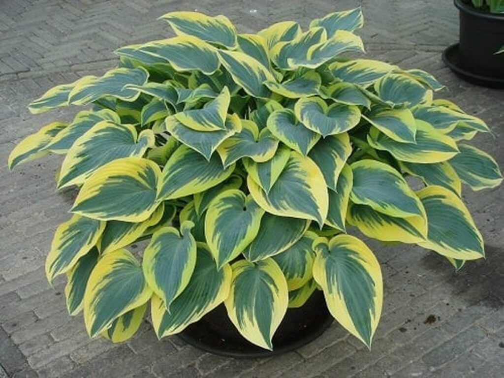 59 Stunning Types of Hostas: Discover These Beautiful Varieties