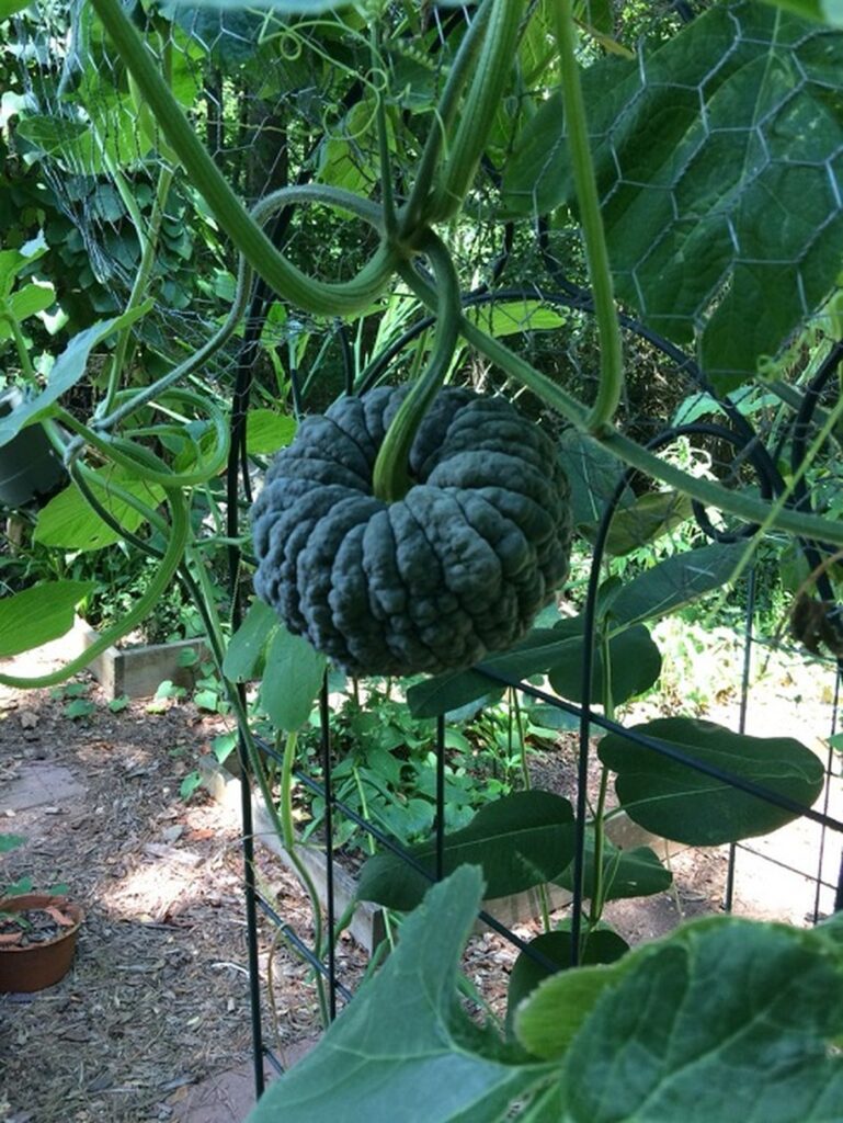 21 Stunning Black Vegetables to Grow in Your Garden