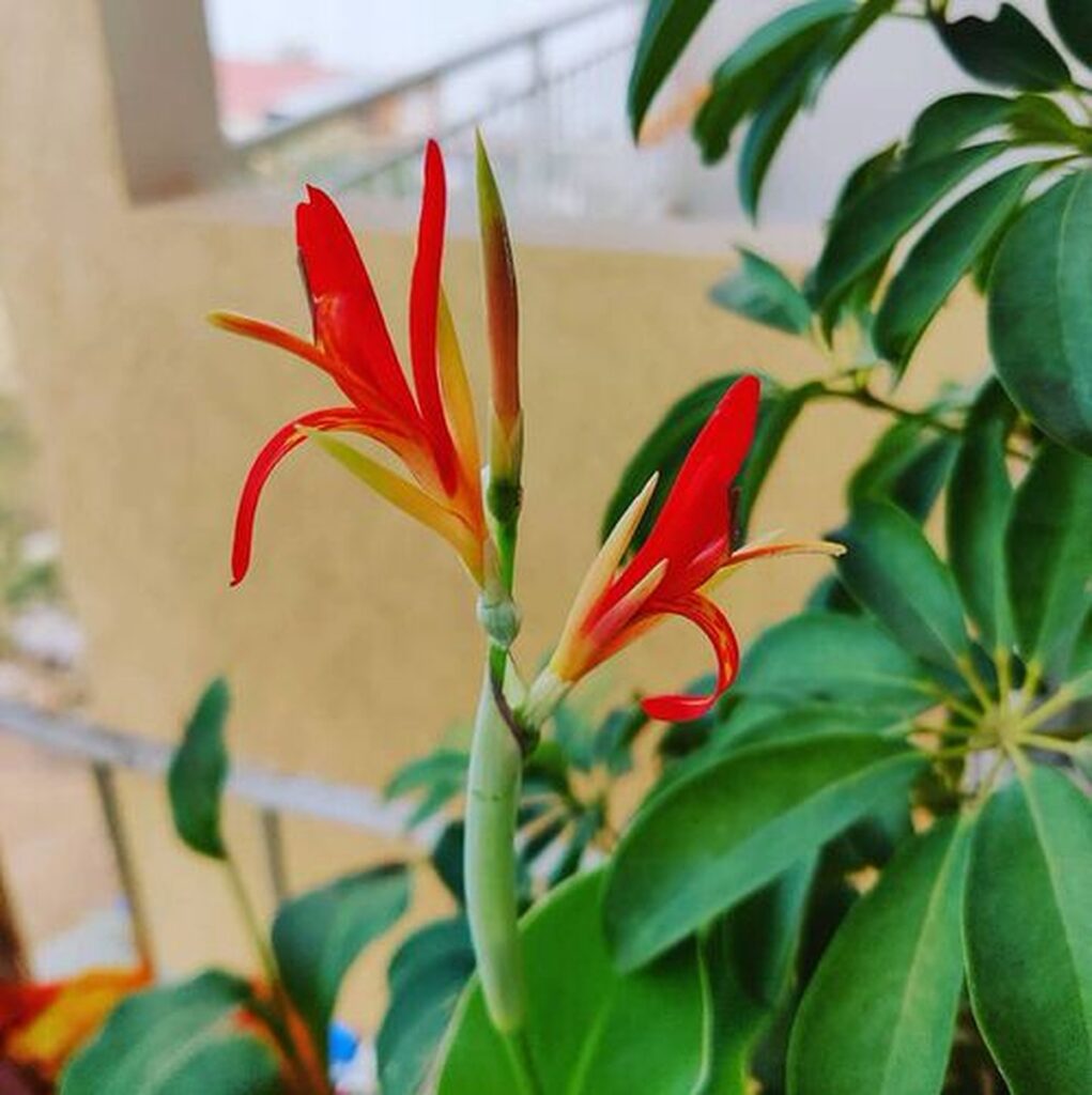 30 Stunning Types of Canna Lily Varieties for Garden Paradise