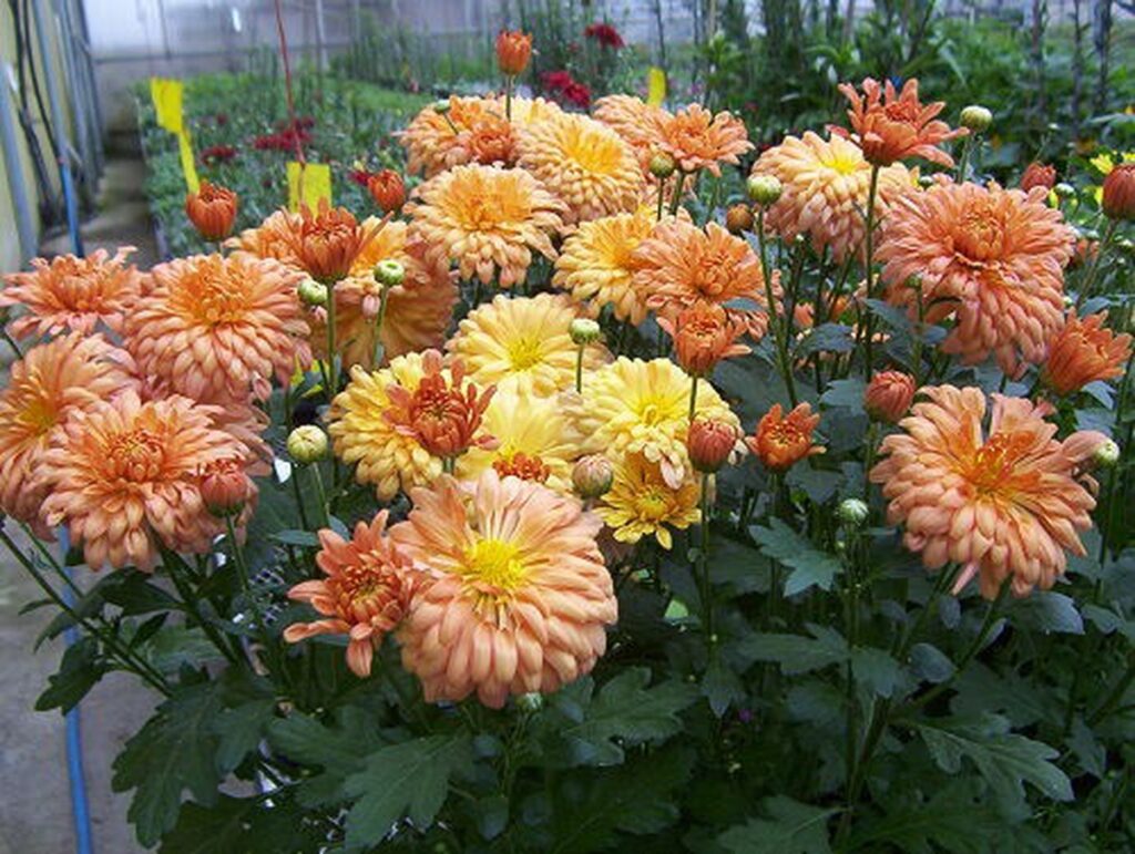 30 Breathtaking Types of Chrysanthemum That Bloom Beautifully
