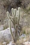 18 Amazing Types of Columnar Cactus Varieties for Your Garden