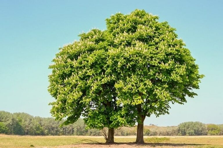 50 Stunning Types of Oak Trees for Your Dream Landscape