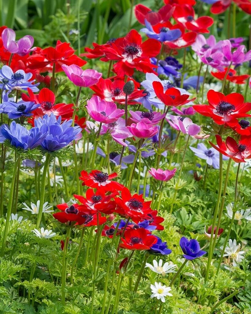 13 Stunning Flowers That Look Like Poppies - Nature's Lookalikes