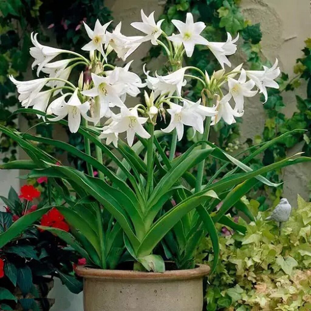 15 Enchanting Flowers with White Bells That Charm Gardens