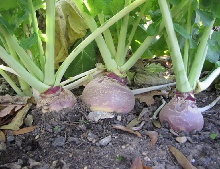 18 Surprising Man Made Vegetables That Will Amaze You