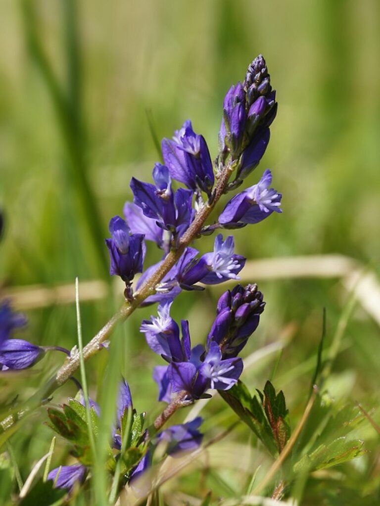 22 Beautiful Cone Shaped Flowers That Brighten Any Garden