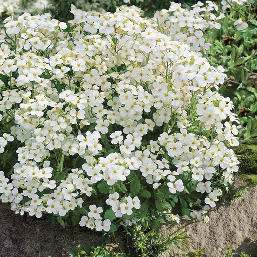 18 Stunning Ground Covers with White Flowers That Enchant