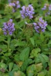 30 Stunning Weeds with Blue Flowers That Brighten Any Garden