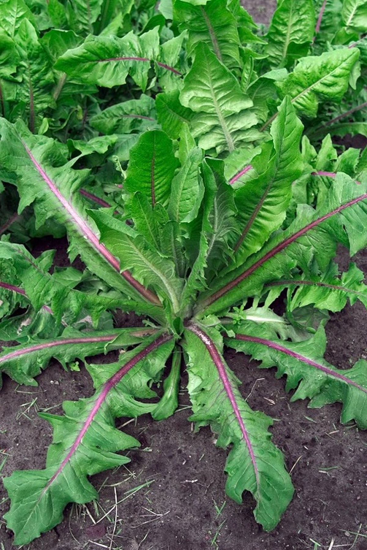 13 Amazing Plants That Look Just Like Dandelion Leaves