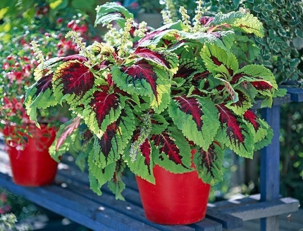 30 Gorgeous Coleus Varieties That Brighten Any Garden Space