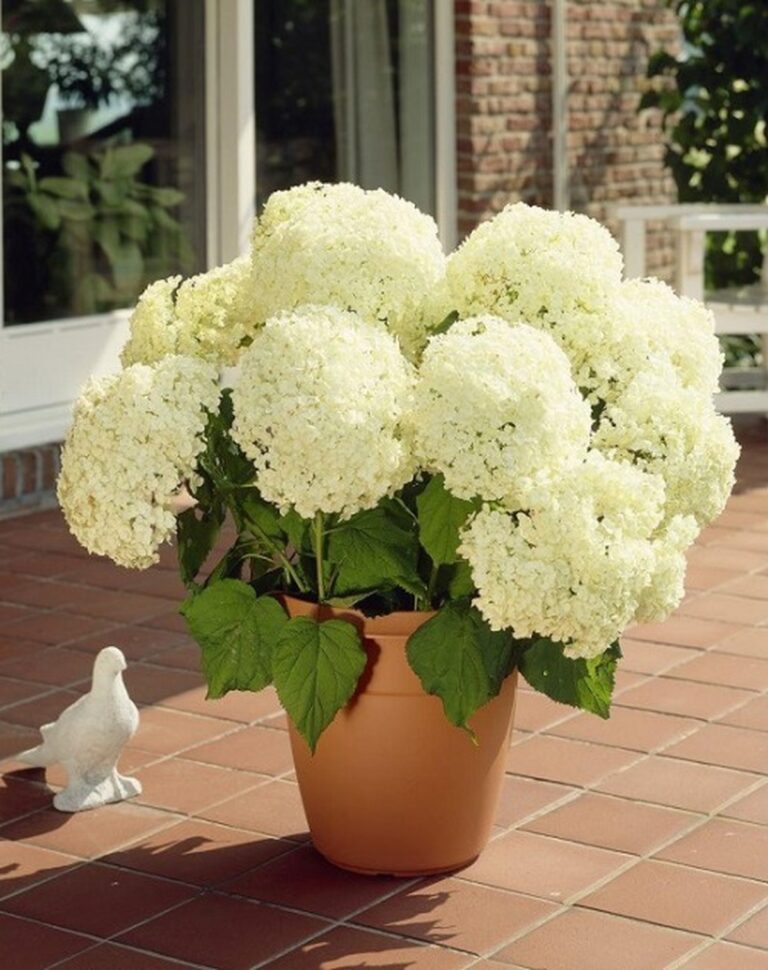 25 Beautiful Annabelle Flowers Ideas for Your Garden Paradise