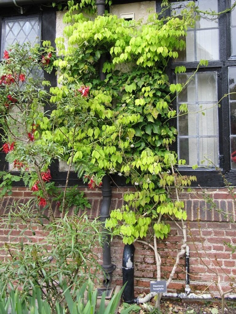 25 Gorgeous Evergreen Vines for Stunning Year-Round Beauty