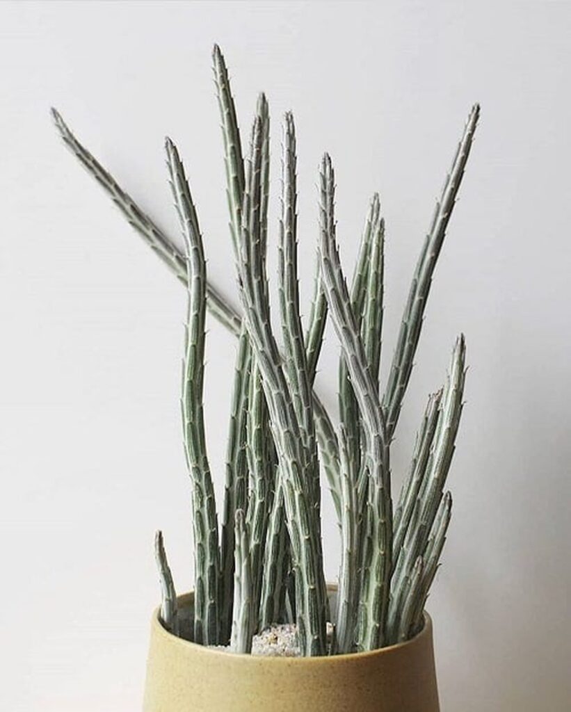 19 Stunning Senecio Varieties to Brighten Gardens