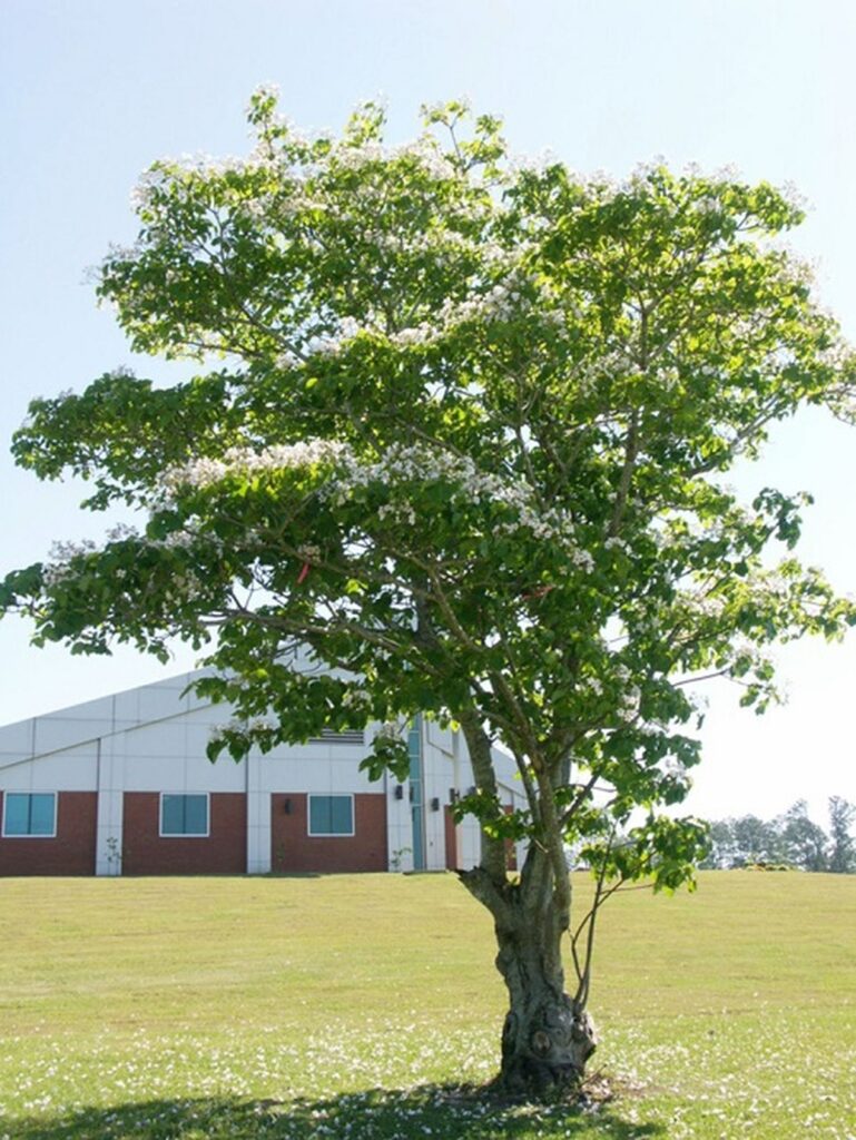 40 Enchanting Trees that Start With T to Explore