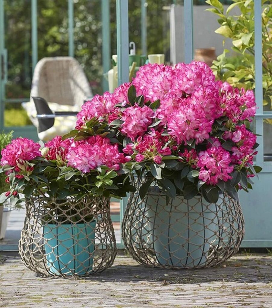18 Enchanting Asian Flowers That Transform Any Garden
