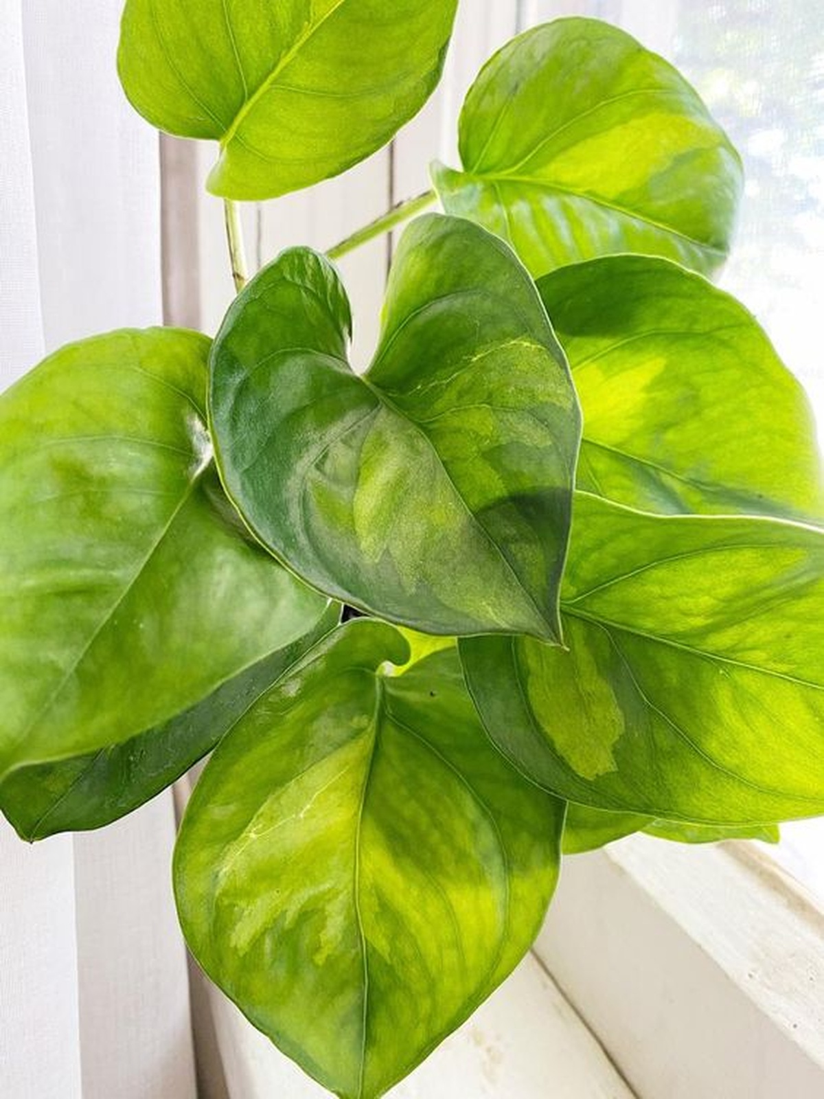 9 Stunning Pothos Varieties With Large Leaves To Brighten Any Home