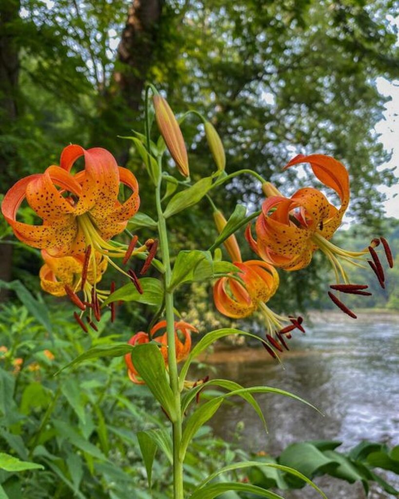 48 Stunning Maryland Native Plants List for Your Garden Dream