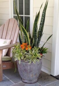 23 Stunning Snake Plant Container Combination Ideas to Try Now
