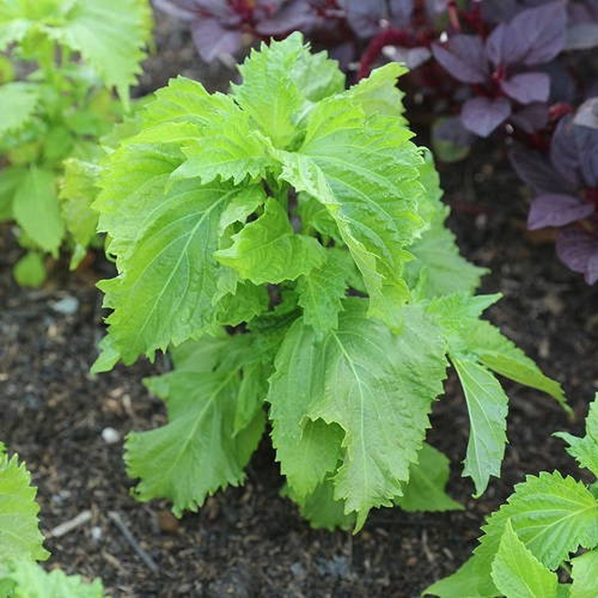 13 Surprising Plants That Look Just Like Mint But Aren't