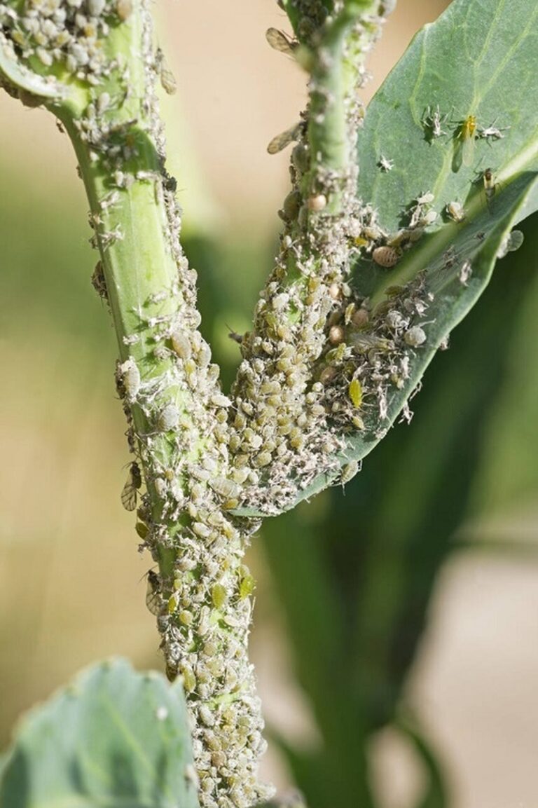 17 Common Tiny White Bugs on Plants that Look like Dust Revealed