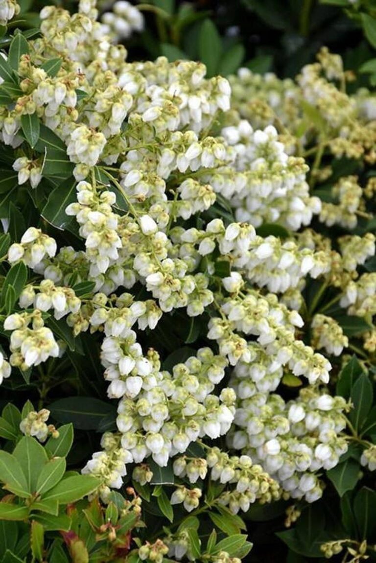 25 Stunning Bushes with White Flowers for a Dreamy Garden