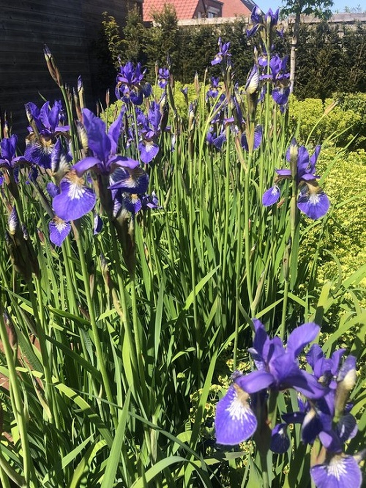 14 Breathtaking Royal Blue Flowers to Brighten Gardens