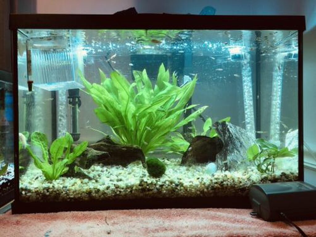 15 Stunning Fish Tank with Plants Ideas for a Vibrant Aquarium