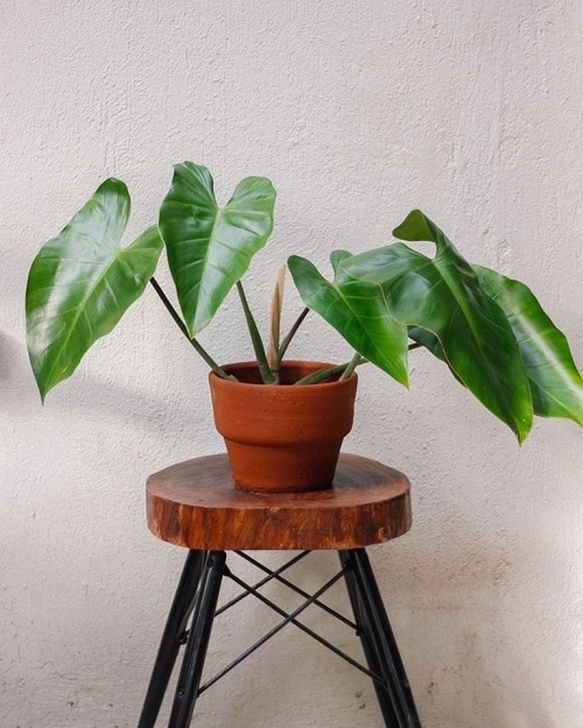 6 Stunning Philodendron Varieties That Thrive Easily Indoors