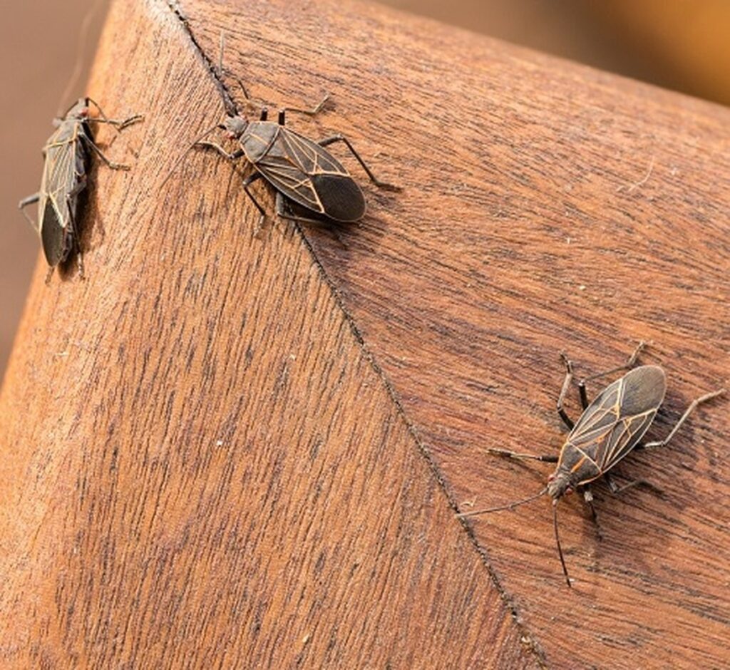 25 Surprising Tiny Bugs in House Near Windows to Watch For
