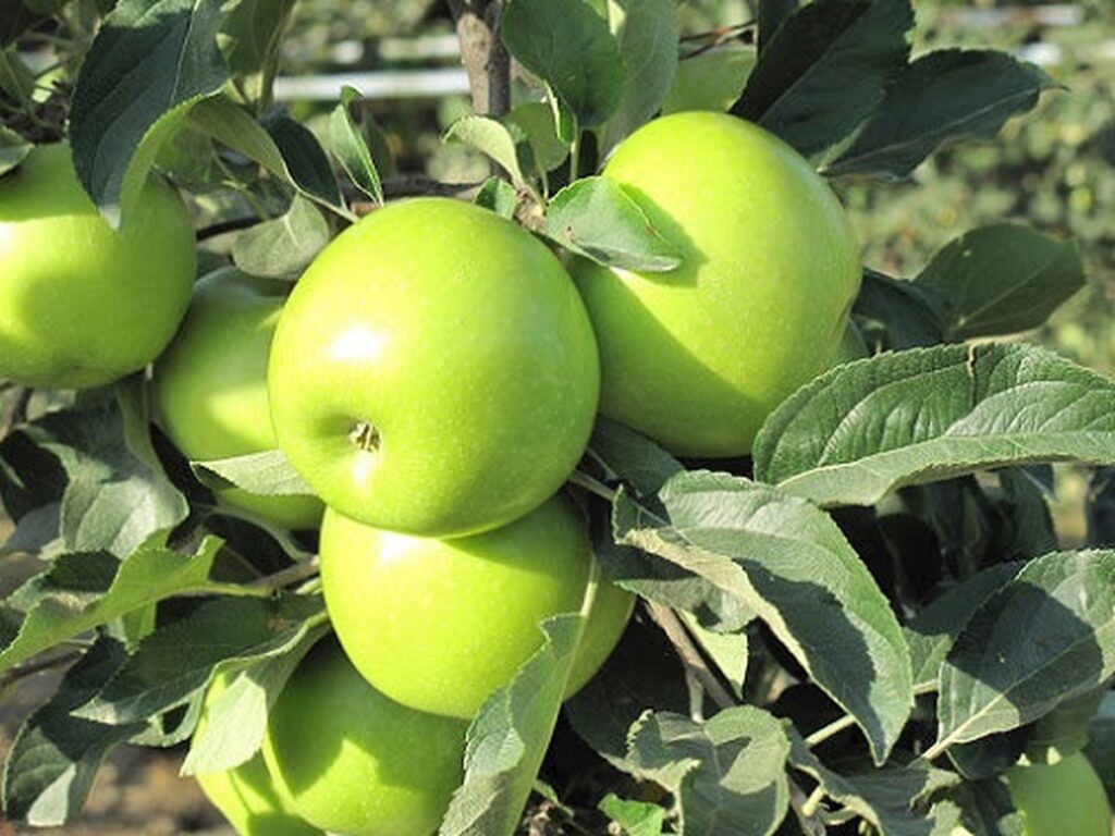 31 Delicious Green Apple Varieties to Taste This Season