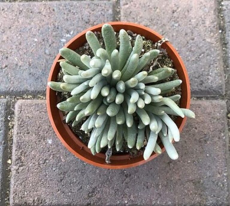 19 Stunning Senecio Varieties to Brighten Gardens