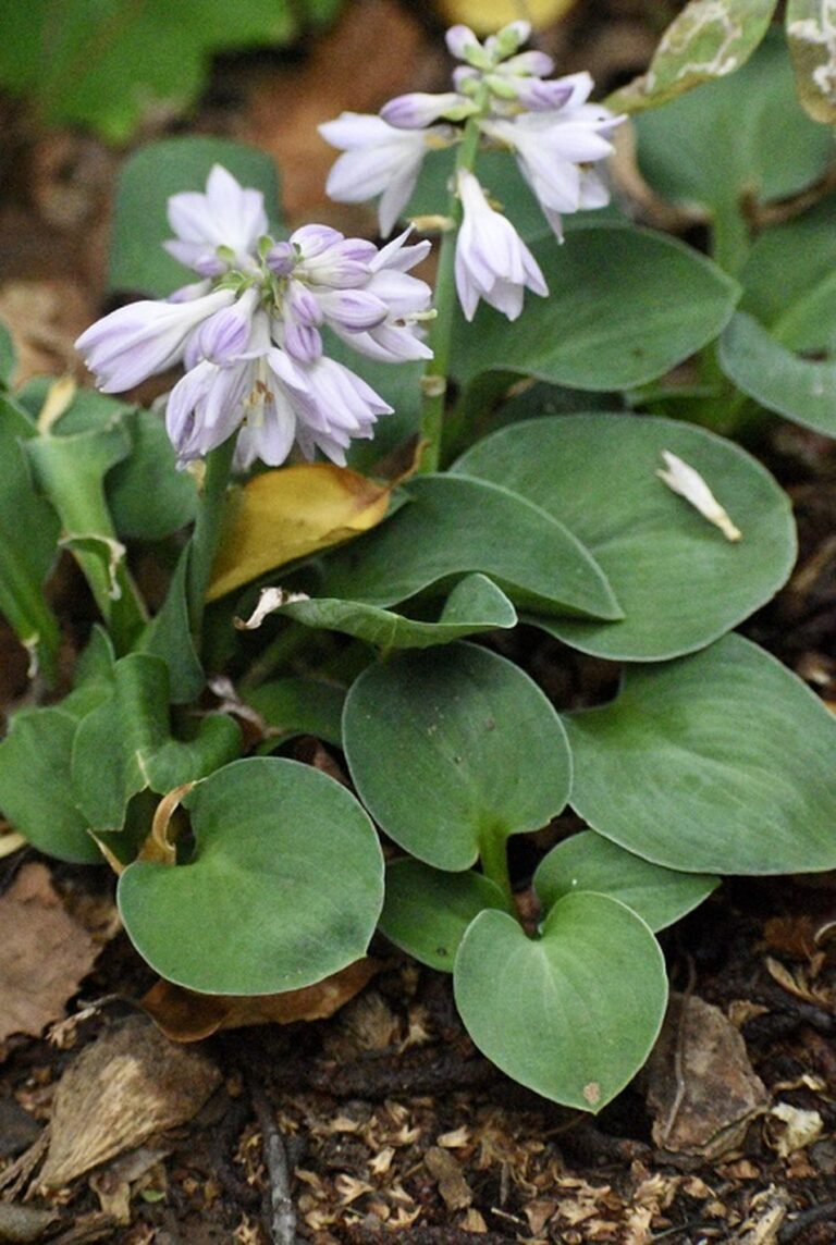 10 Stunning Gray Flower Names That Bloom with Elegance