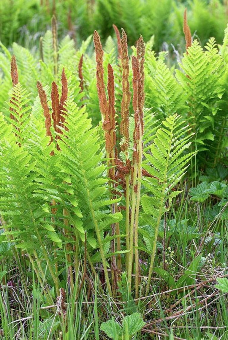 10 Must-Known Edible Ferns for Your Tasty Meals