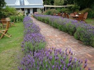 25 Stunning Lavender Garden Design Ideas for Perfect Landscaping