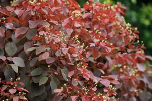 24 Breathtaking Plants That Look Like They Are Made Of Copper