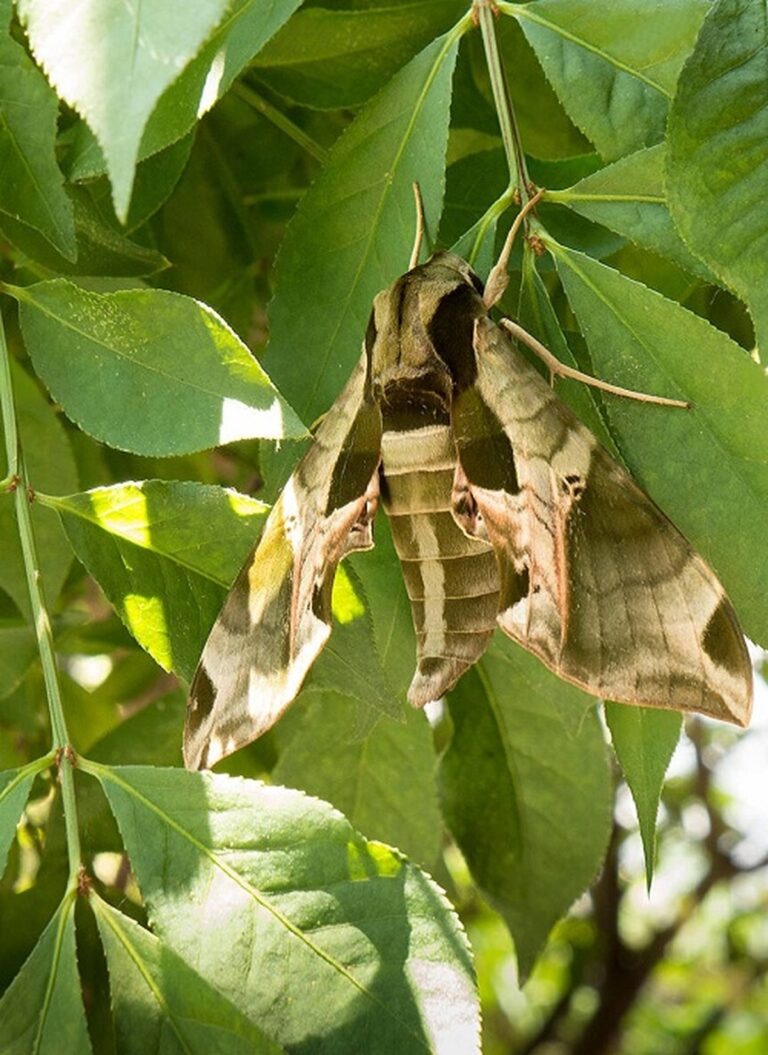 28 Adorable Moths That Are As Beautiful As Butterflies