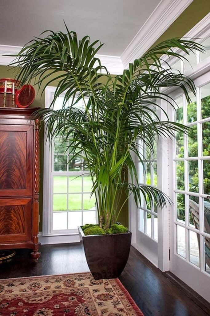 13 Gorgeous Indoor Trees Safe For Cats That Won't Harm Your Pet