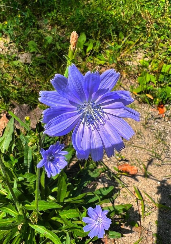 30 Stunning Weeds with Blue Flowers That Brighten Any Garden