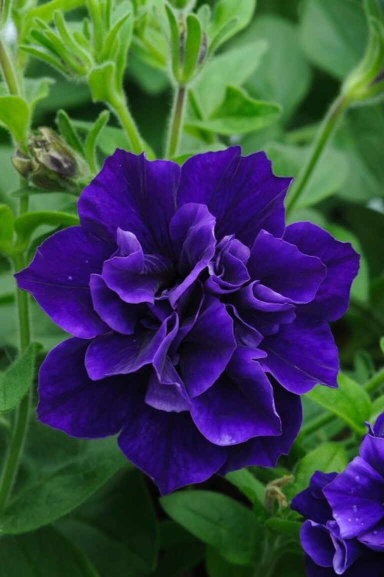 17 Stunning Navy Blue Flowers to Brighten Your Garden